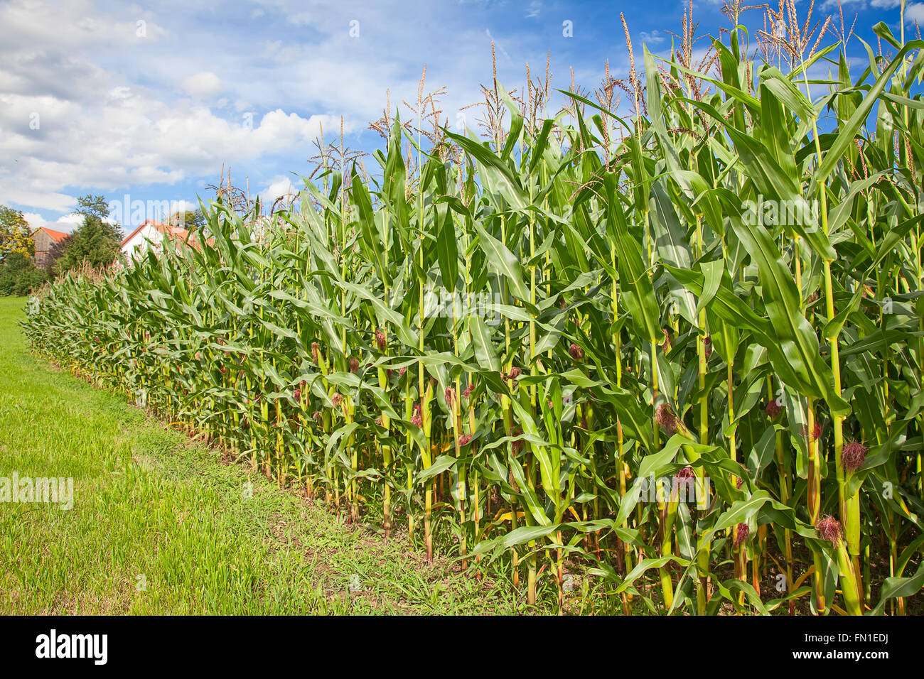 Corn field under blue sky with some fluffy clouds Stock Photo - Alamy