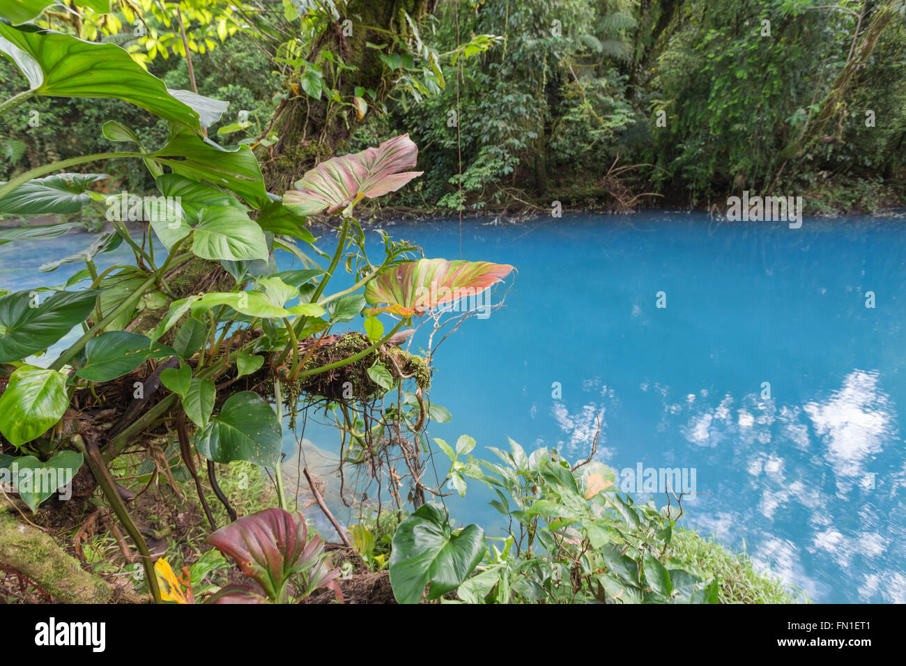 Amazing blue water view between the rainforest Stock Photo - Alamy
