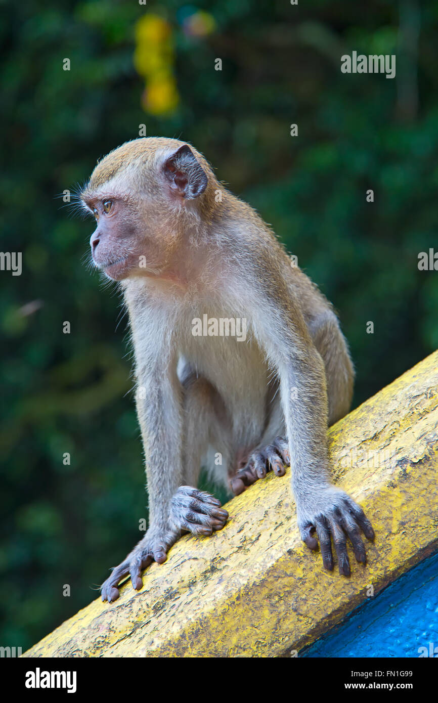 Monkey in Famous Batu Caves shrine near Kuala Lumpur, Malaysia Stock ...