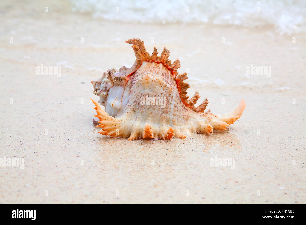 Washed up shell gastropod hi-res stock photography and images - Alamy