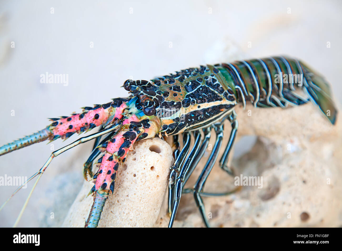 Atlantic blue crayfish hi-res stock photography and images - Alamy