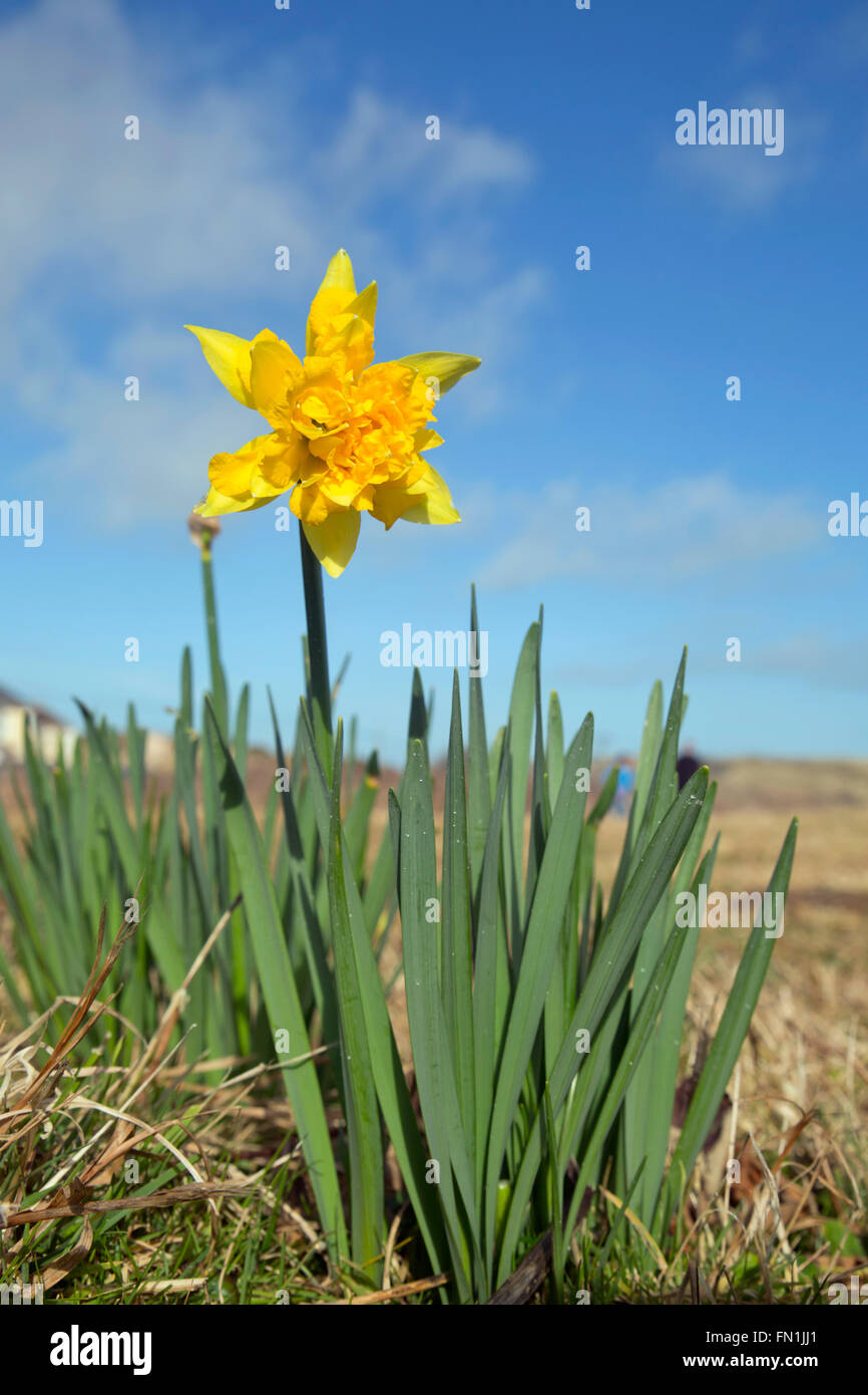 Daffodil leaves hi-res stock photography and images - Alamy