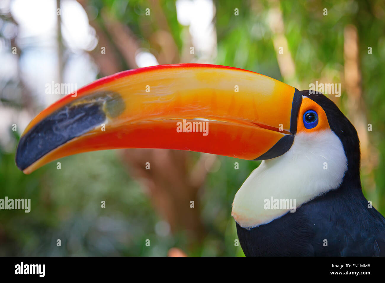 Colorful tucan in the aviary Stock Photo - Alamy
