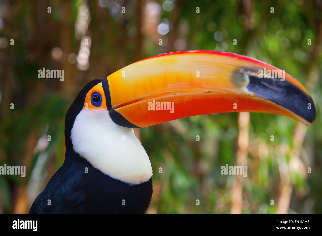 Colorful tucan in the aviary Stock Photo - Alamy