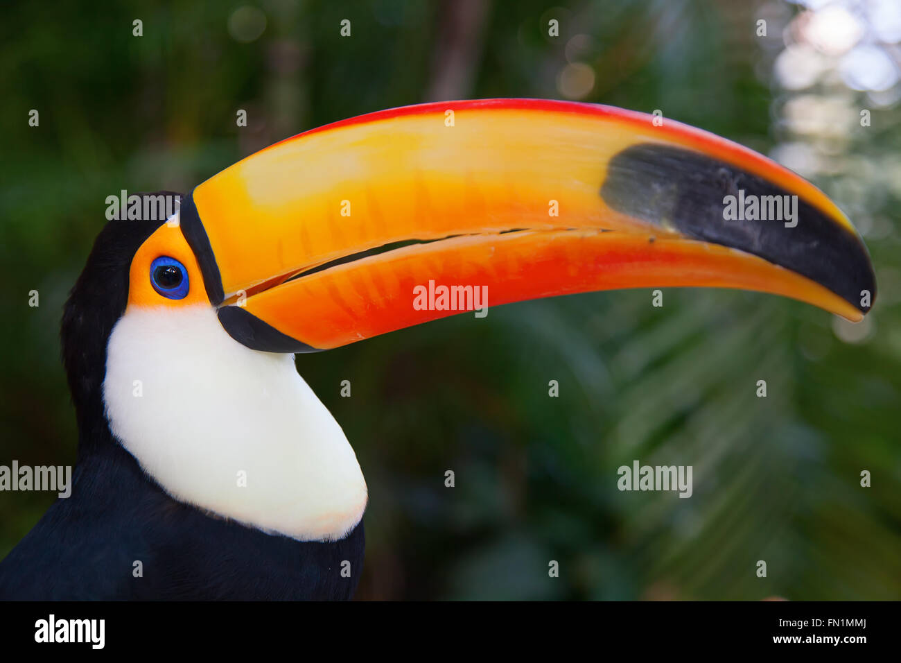 Colorful tucan in the aviary Stock Photo - Alamy