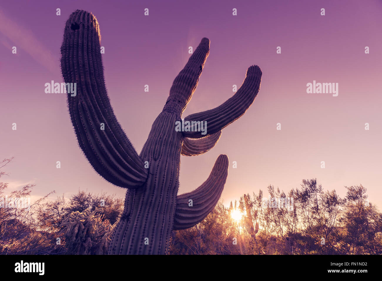 Saguaro desert cactus tree, Scottsdale, Phoenix,AZ,USA Stock Photo - Alamy