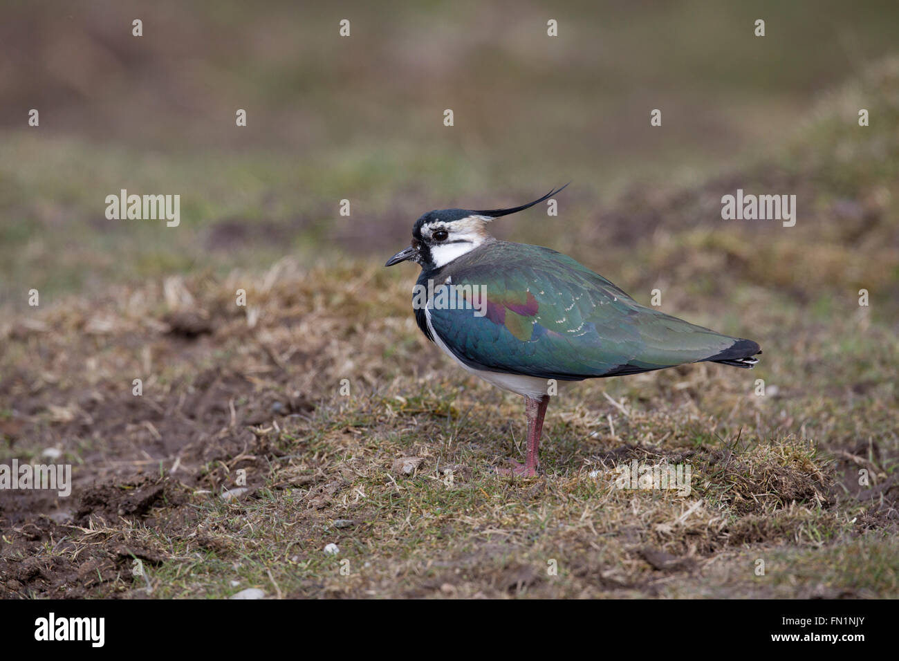 Lapwing single hi-res stock photography and images - Alamy