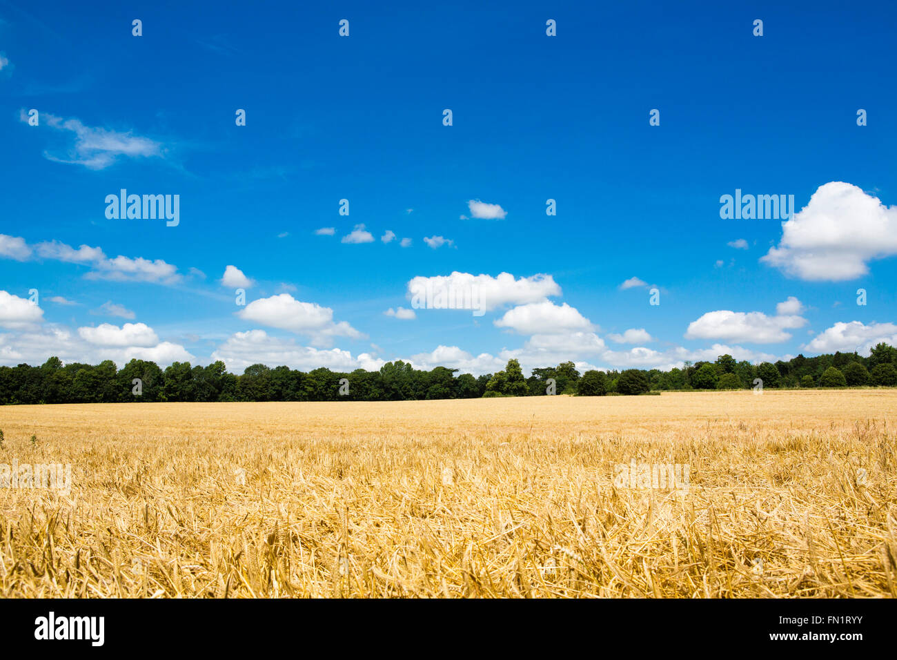 Open corn field in the summer sunshine with deep blue sky and white ...