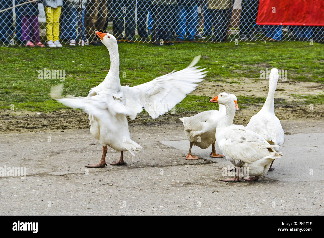 Group of domestic geese walking down the street Stock Photo - Alamy