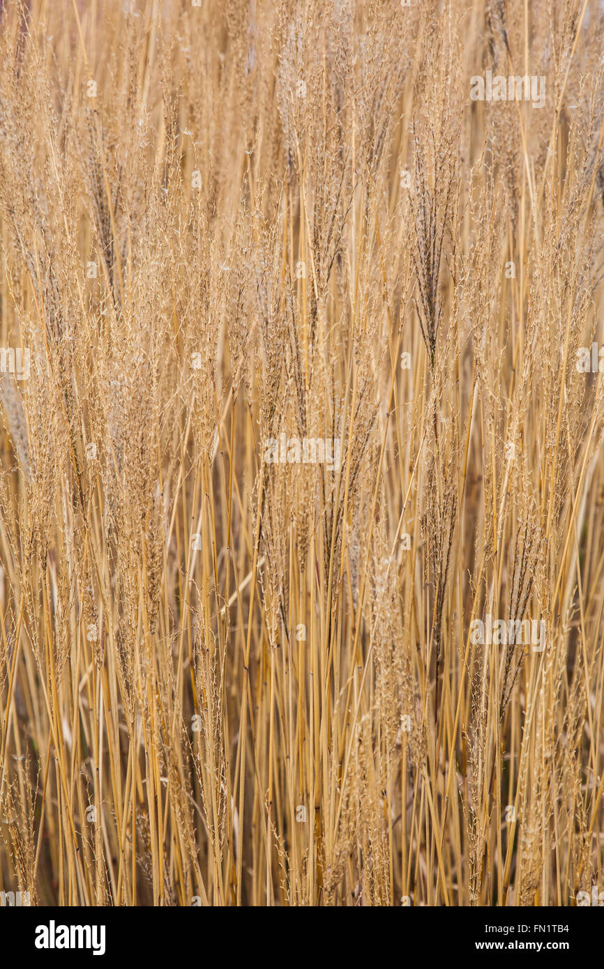 Yellow strands hi-res stock photography and images - Alamy