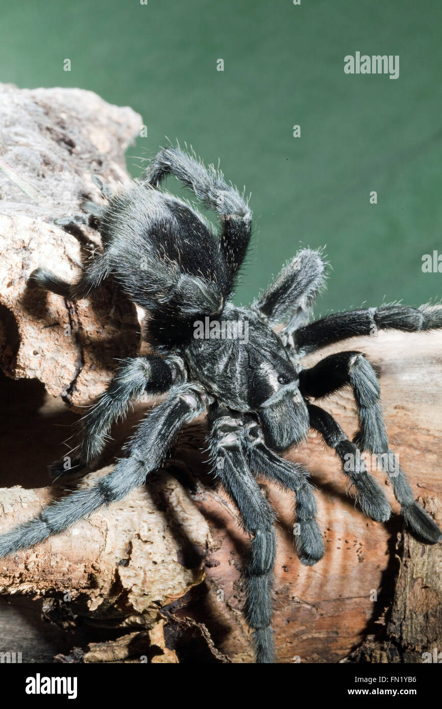 Brazilian Black Tarantula Spider (Grammostola pulchra). Silken thread ...