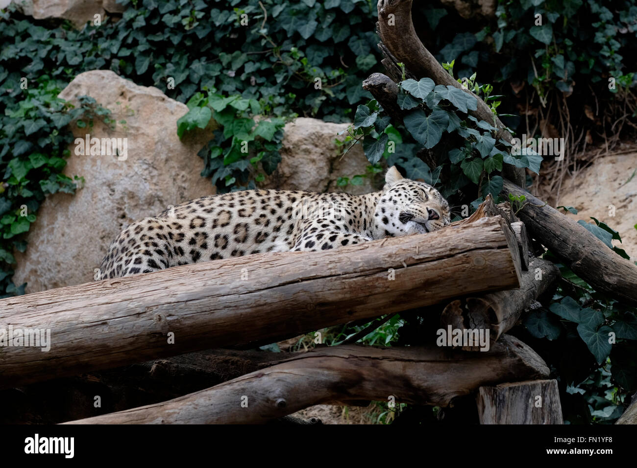 A Panthera pardus saxicolor leopard in the Tisch Family Zoological ...