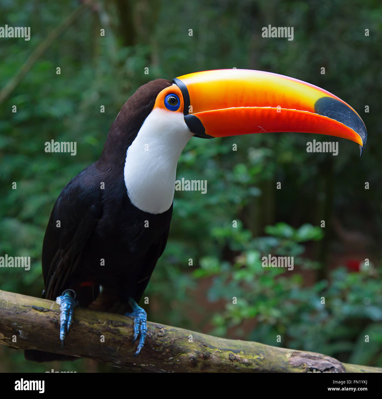 Colorful tucan in the aviary Stock Photo - Alamy