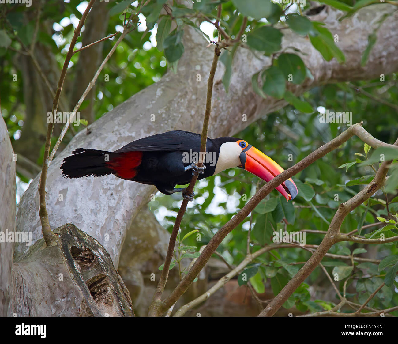 Colorful tucan in the wild Stock Photo - Alamy