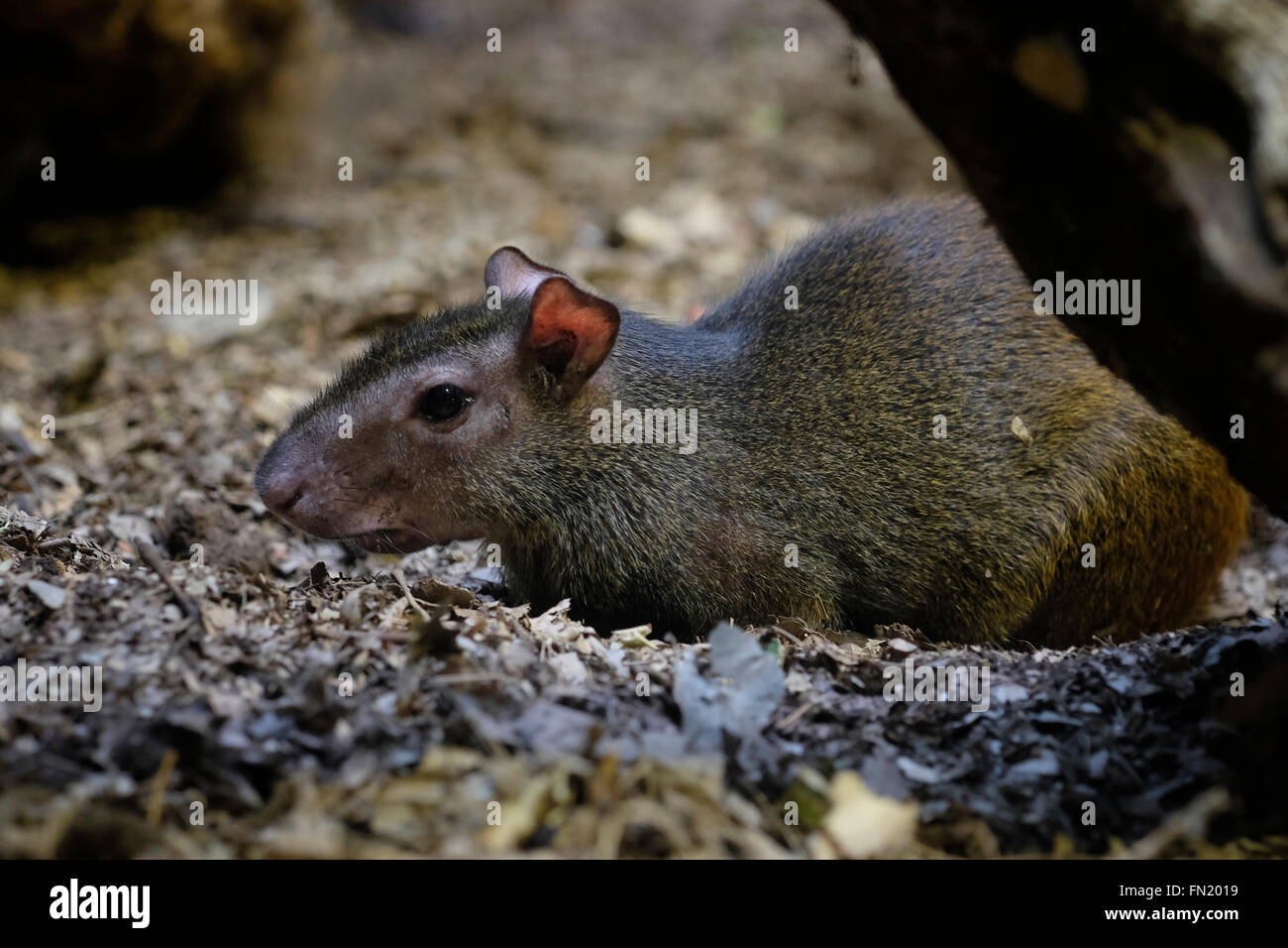 A Central American Agouti known in Mexico as a Sereque Stock Photo - Alamy
