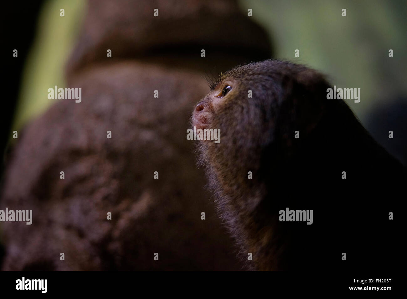 The pygmy marmoset ( Cebuella pygmaea ) monkey native to rainforests of ...