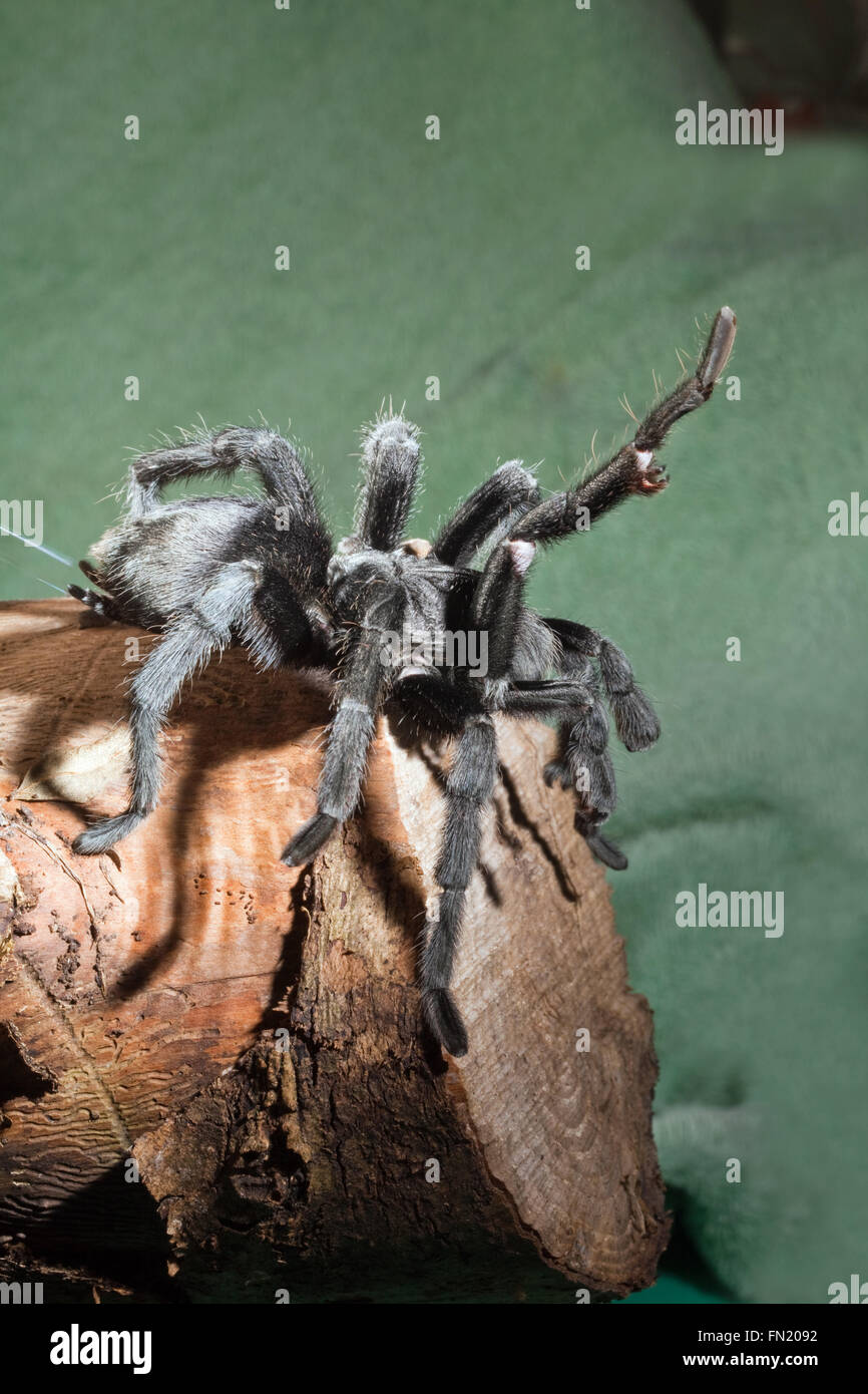 Brazilian Black Tarantula Spider (Grammostola pulchra). Raising a ...