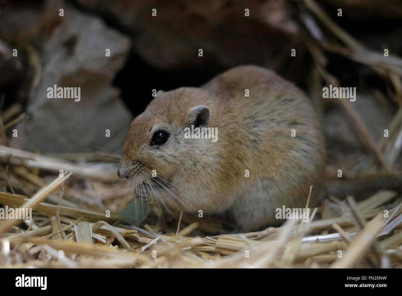 Wildlife fauna hi-res stock photography and images - Alamy