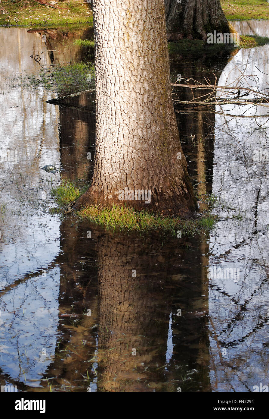 tree trunk surrounded by water due to flooding Stock Photo - Alamy