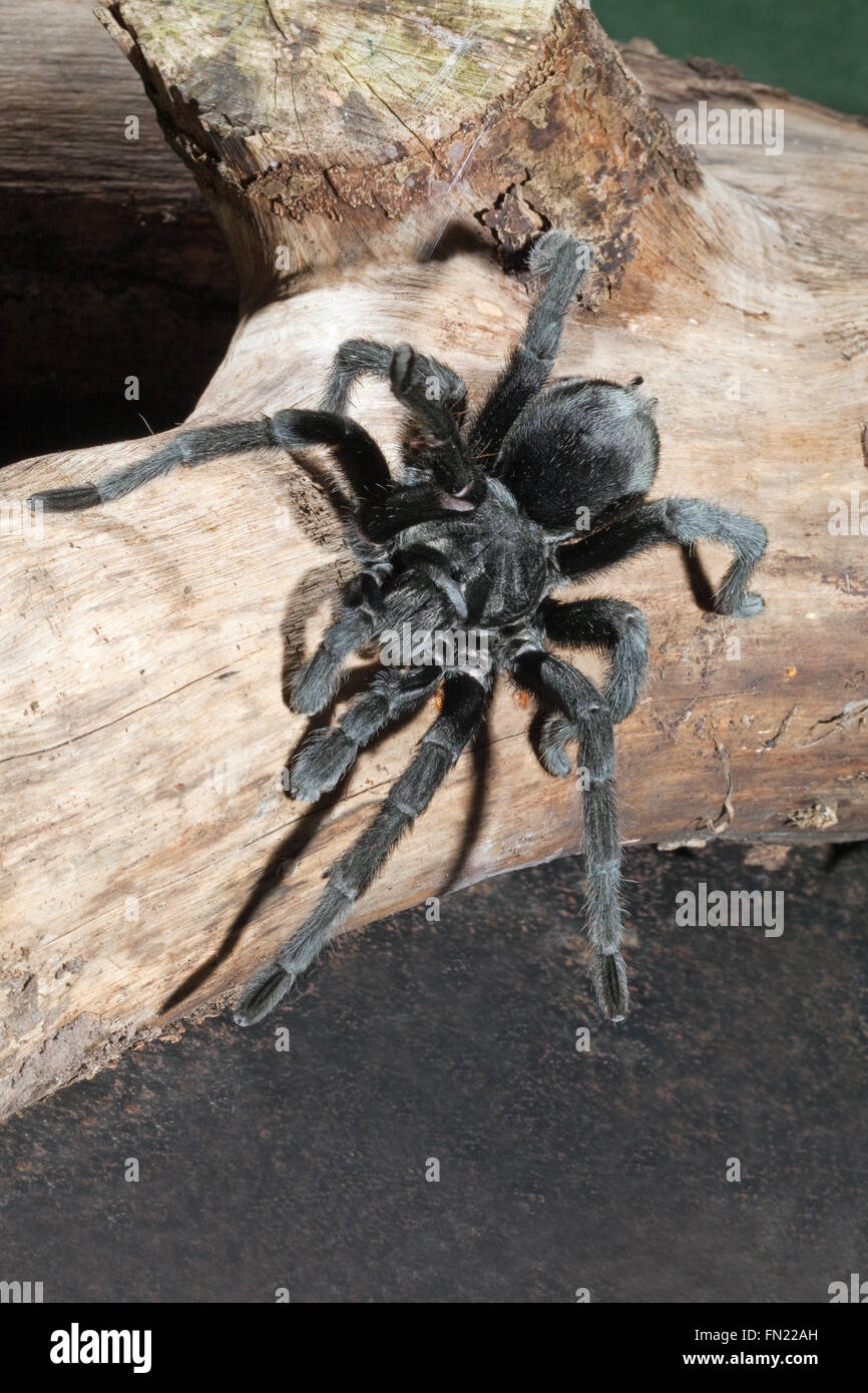 Tarantula burrow hi-res stock photography and images - Alamy