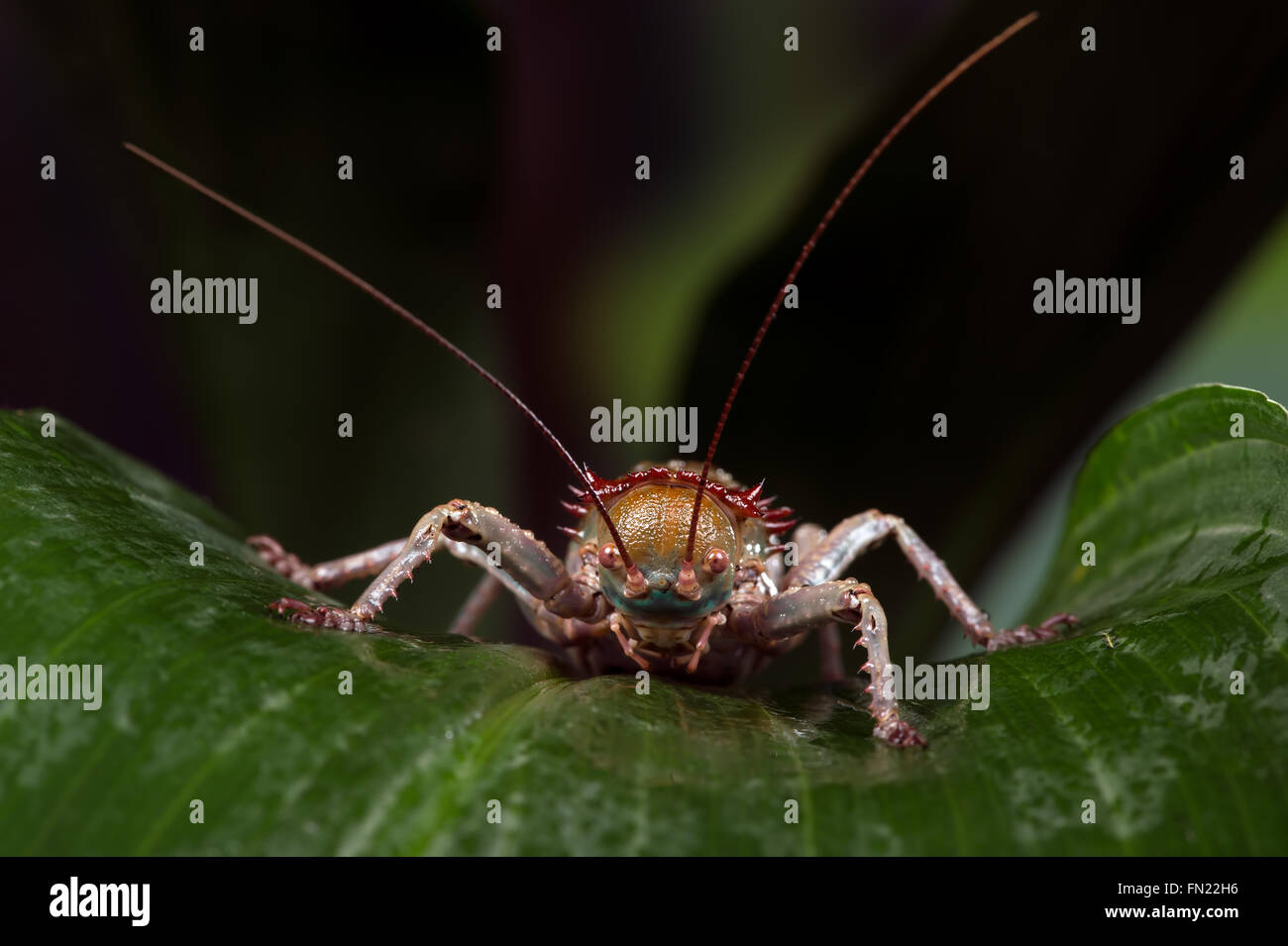 Armoured Cricket (Acanthoplus Discoidalis Stock Photo - Alamy