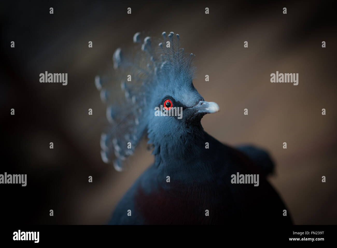Victoria crowned pigeon, the world's largest pigeon Stock Photo - Alamy