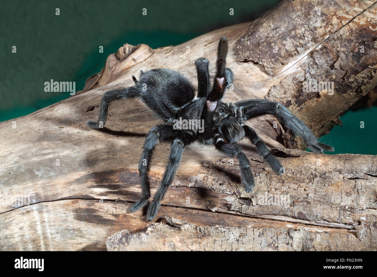 Tarantula burrow hi-res stock photography and images - Alamy