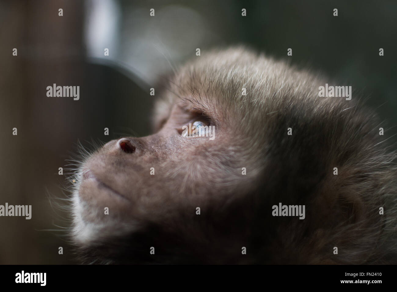 A capuchin monkey looking up Stock Photo - Alamy