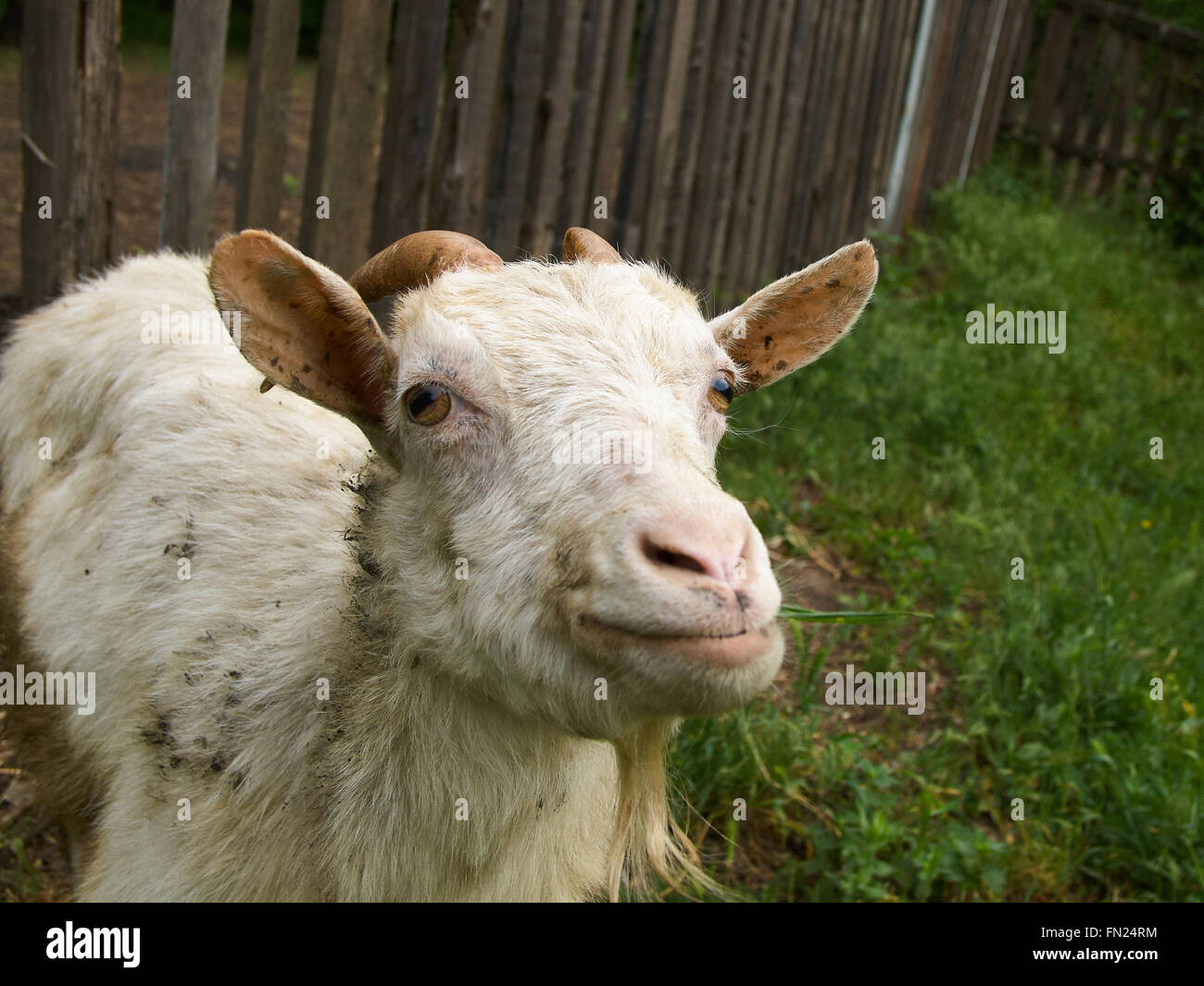 Dirty Goat High Resolution Stock Photography and Images - Alamy