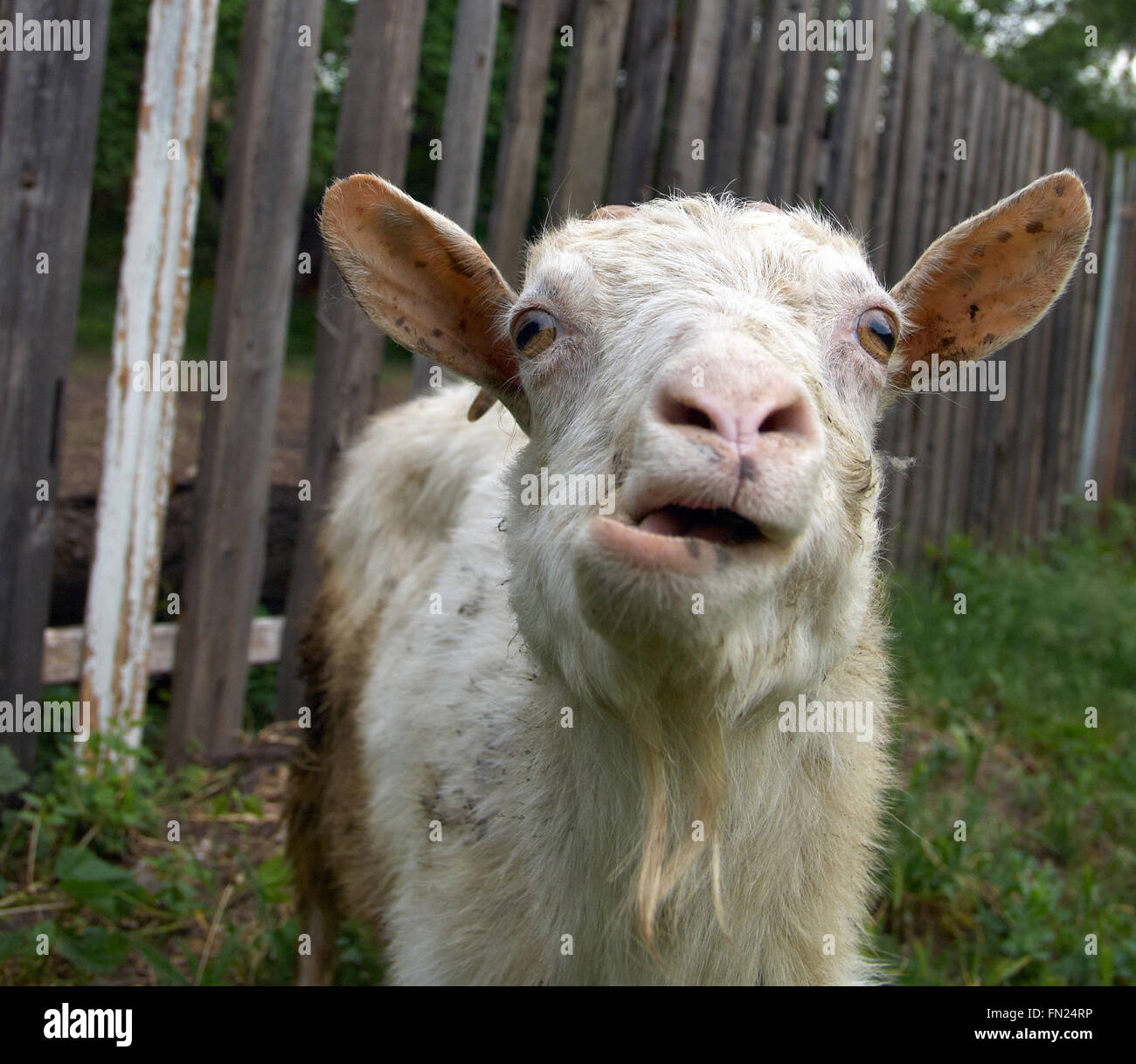 Goat ears hi-res stock photography and images - Alamy