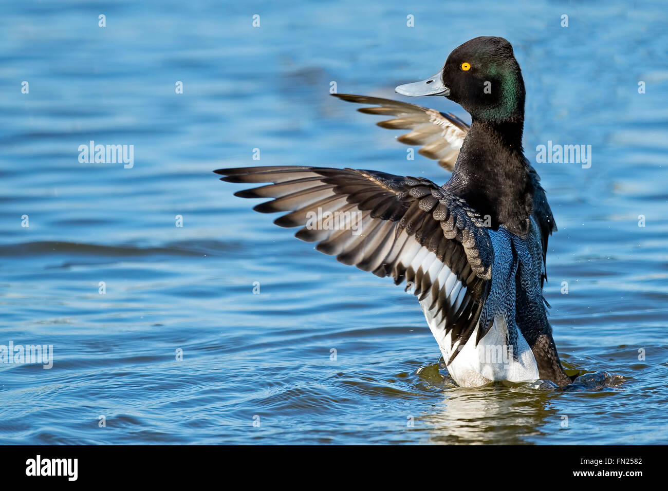 Male Lesser Scaup Flapping Wings Stock Photo - Alamy