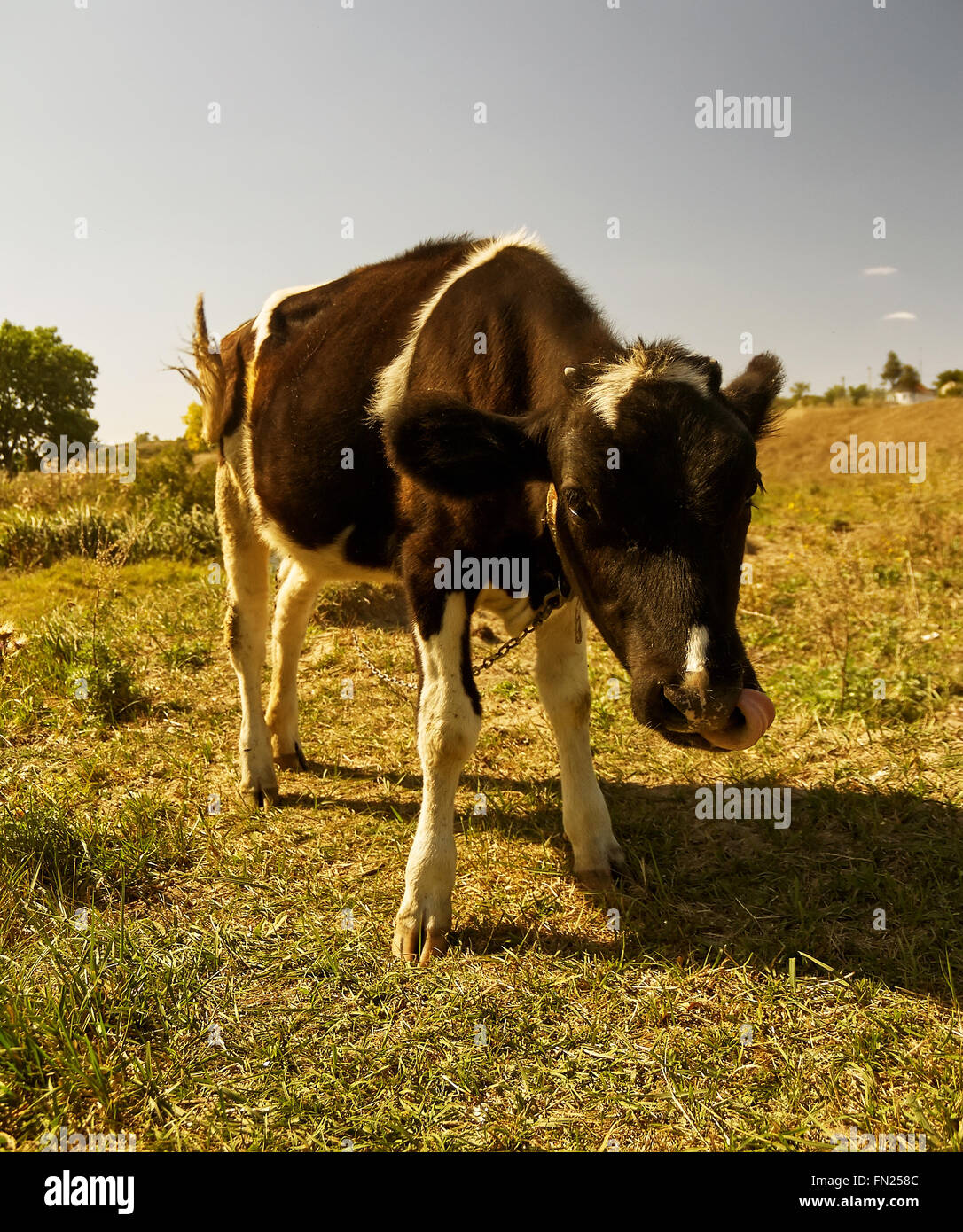 Wide angle view of black and white licking calf with tether on the ...