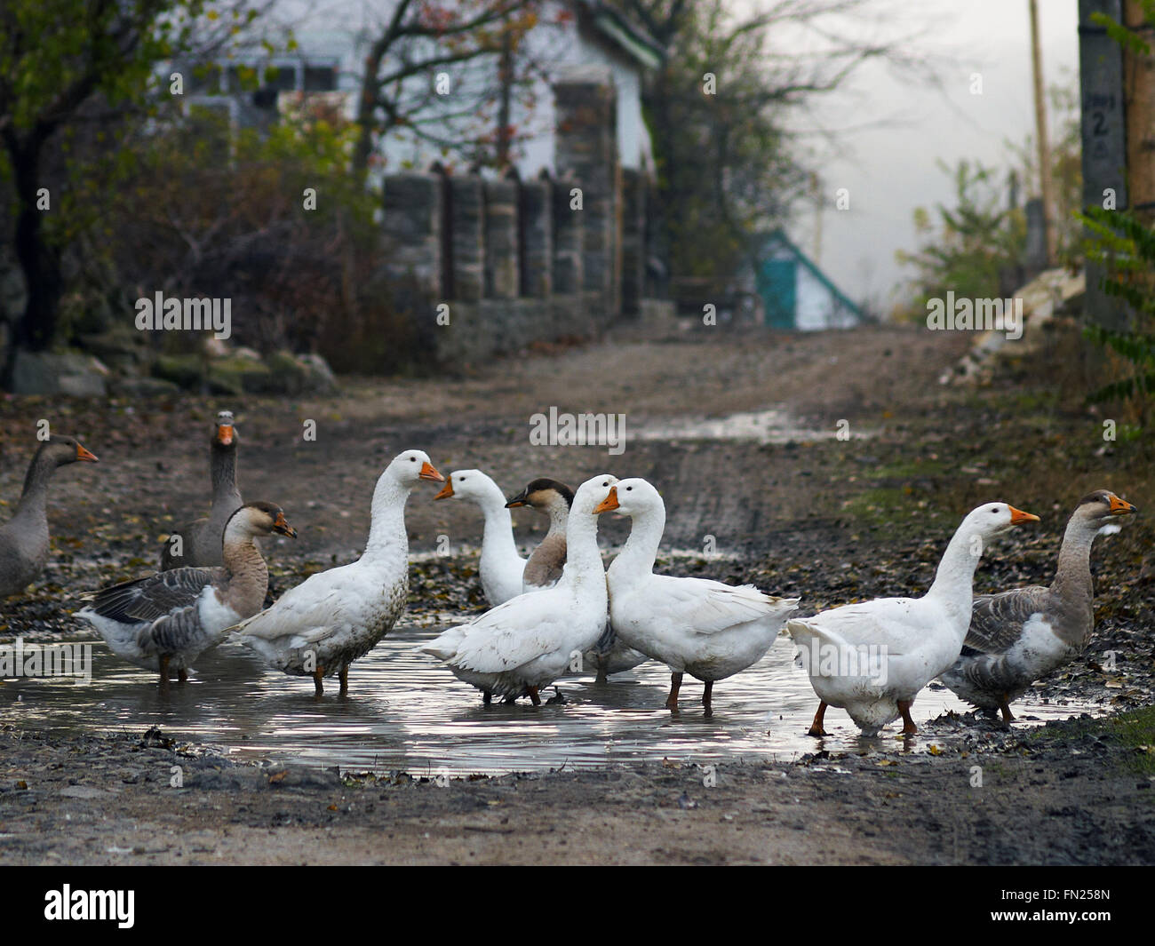 Puddle geese hi-res stock photography and images - Alamy