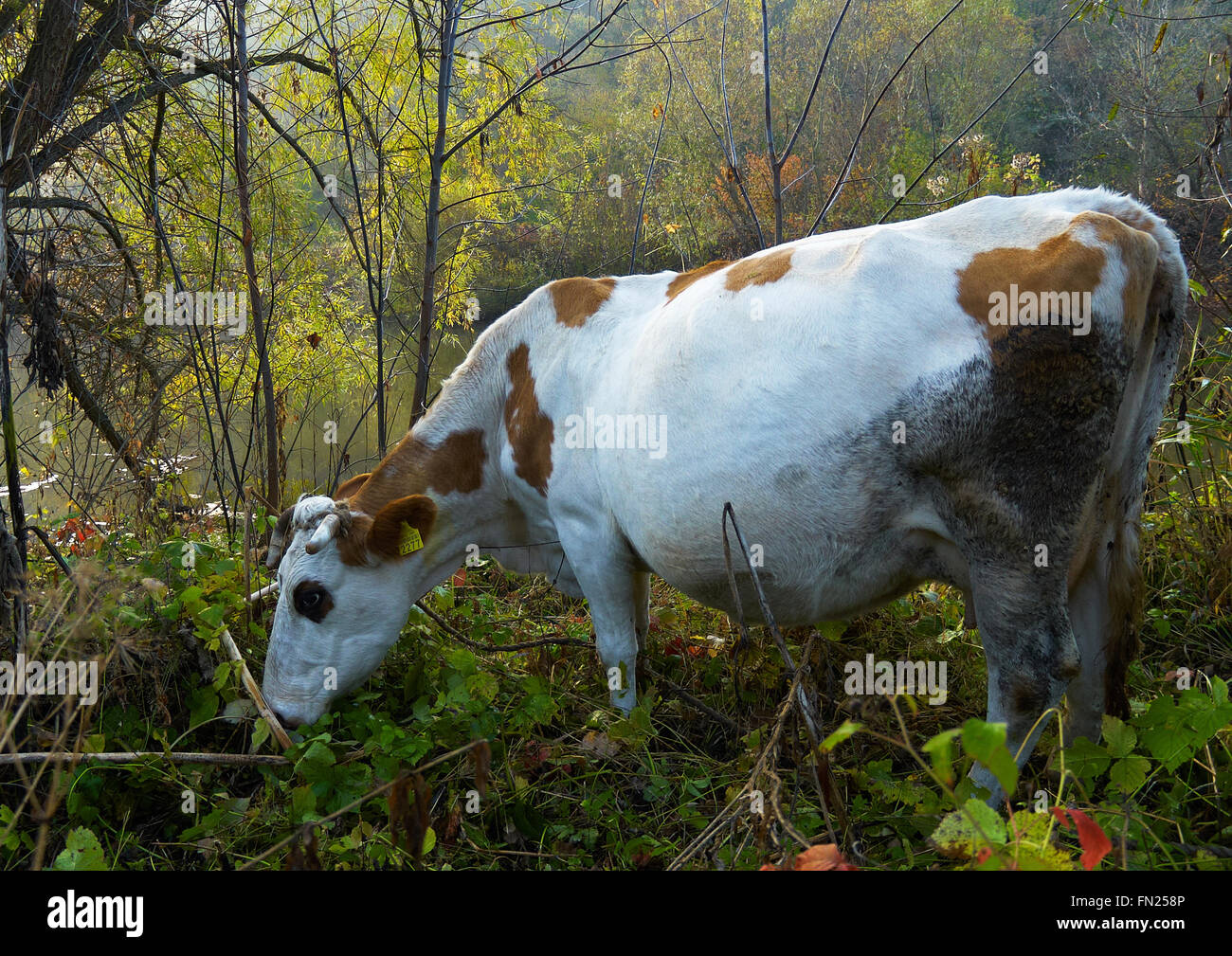Bush Cow High Resolution Stock Photography and Images - Alamy