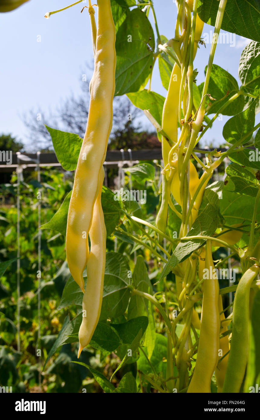 Yellow bean growing on vegetable bed in the summer Stock Photo - Alamy