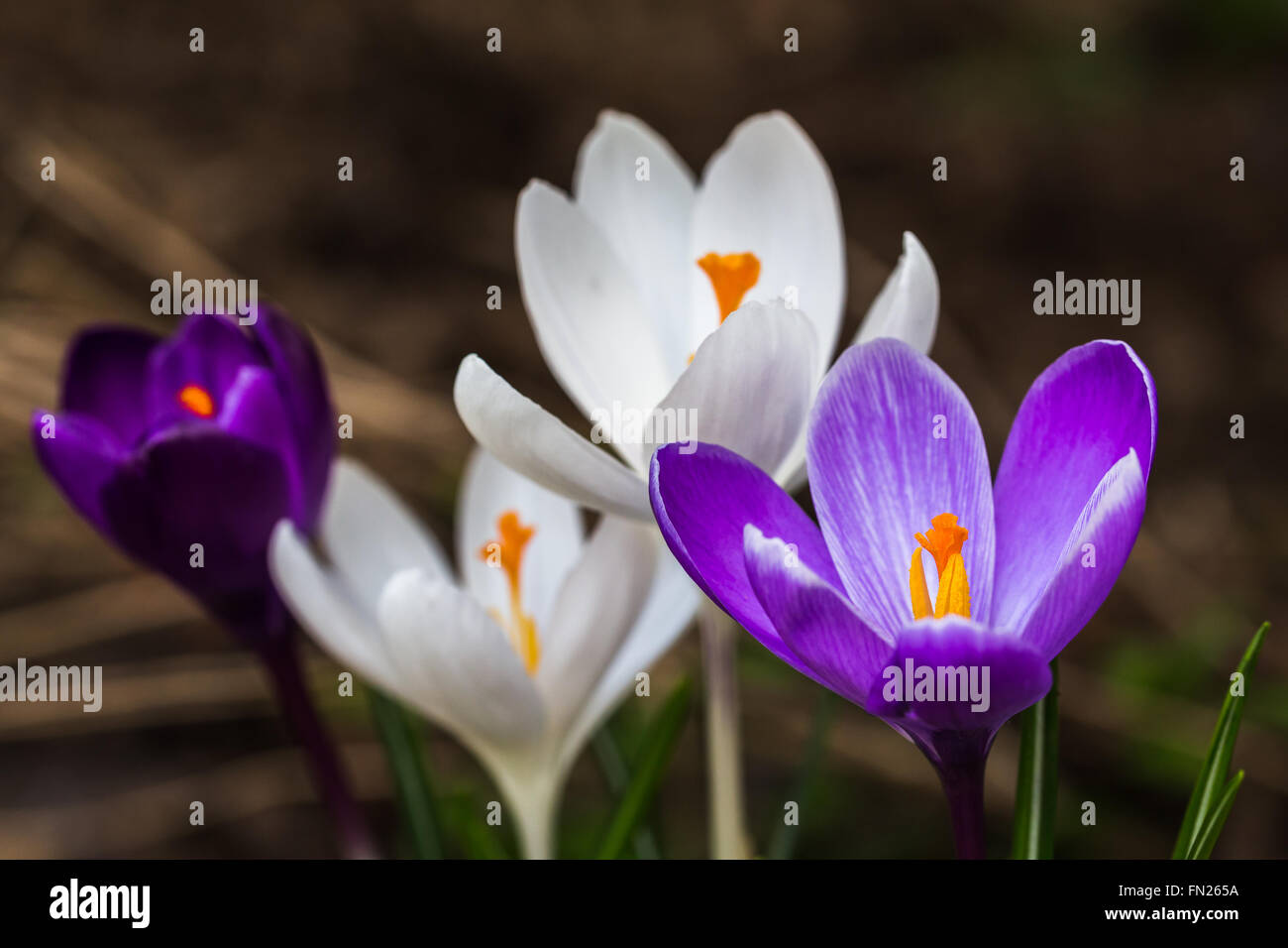 A group of Crocus flowers seen under a large tree during the spring in ...