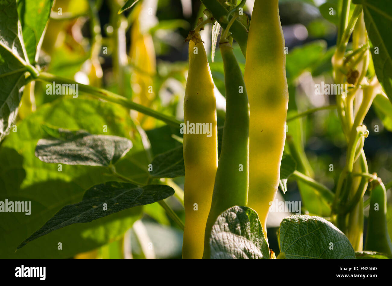 Yellow bean growing on vegetable bed in the summer Stock Photo - Alamy