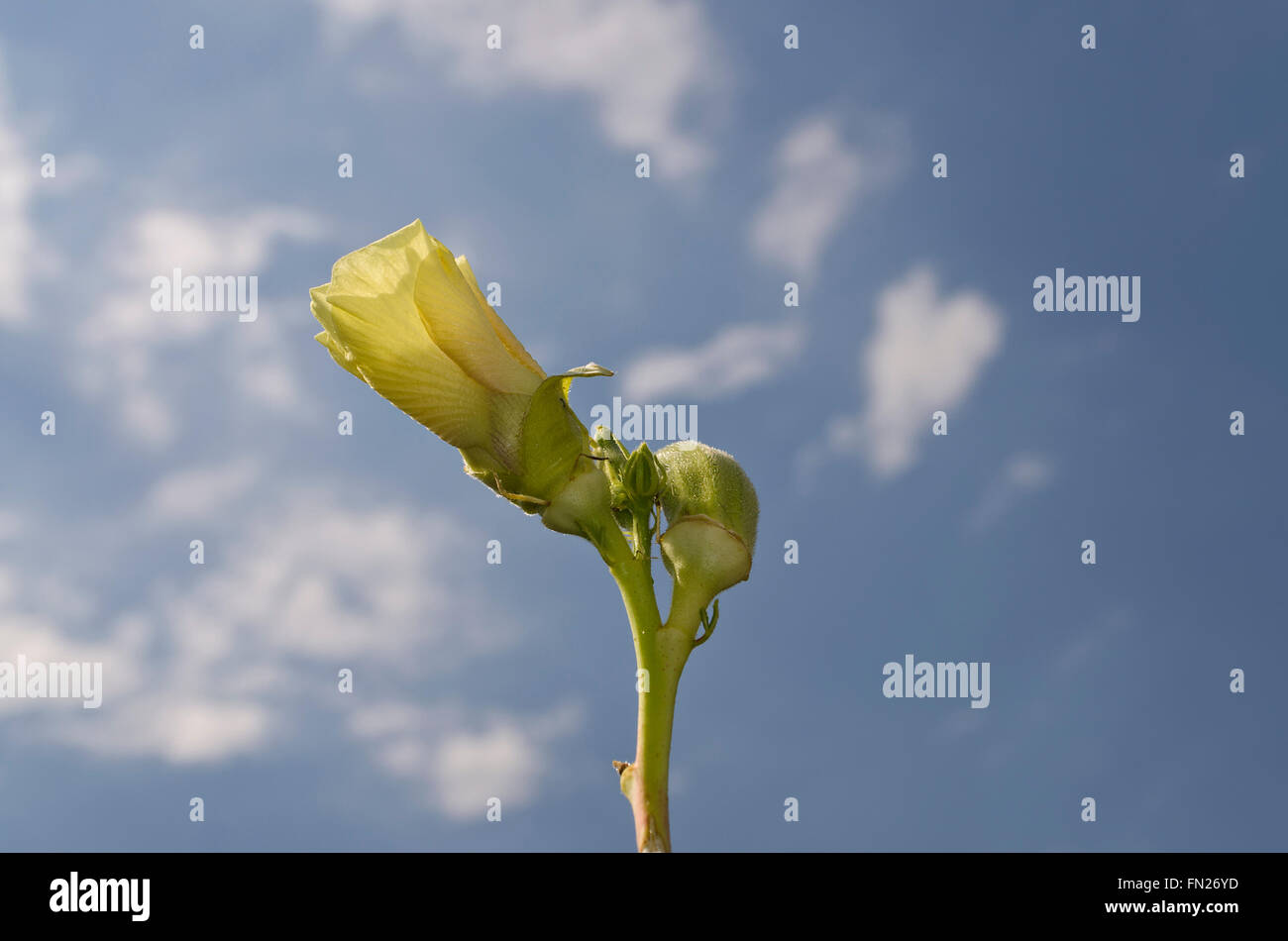 Okra field hi-res stock photography and images - Alamy