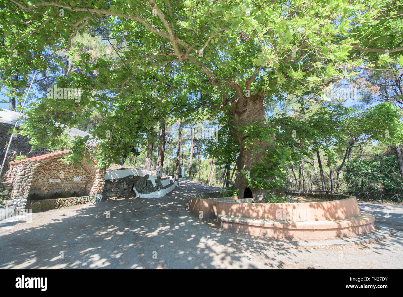 An old tree in Archipolis village on Rhodos island Stock Photo - Alamy