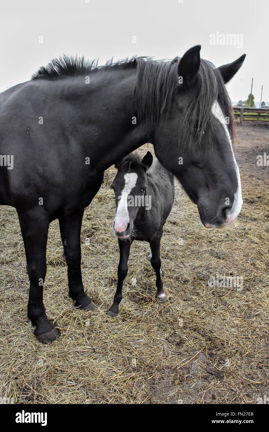 Baby horse hoof hi-res stock photography and images - Alamy
