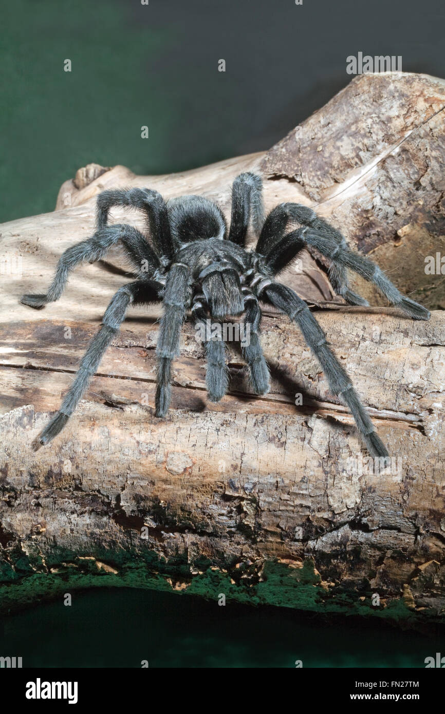 New world tarantula hi-res stock photography and images - Alamy