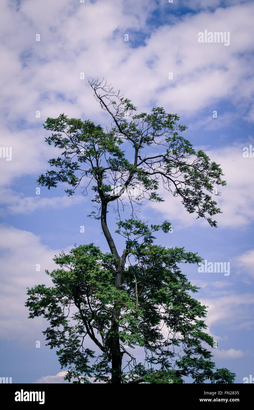 green tree against blue sky with white clouds Stock Photo - Alamy