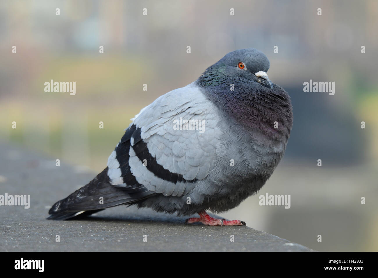 Feral Pigeon Columba Livia Domestica Also Called City