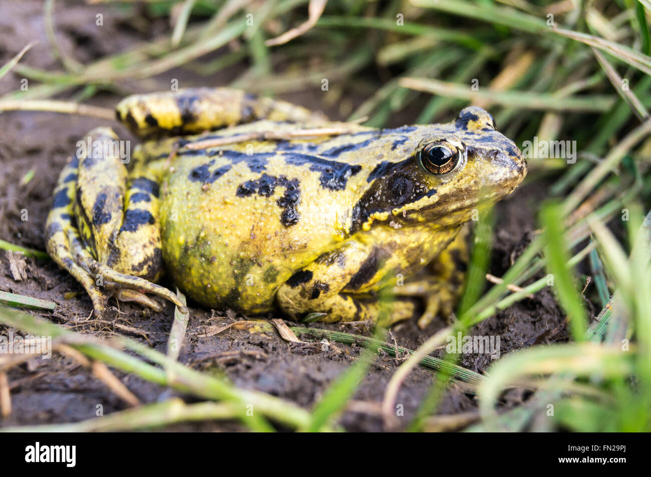 Common frog (rana temporaria), female with eggs on a river bank, river ...