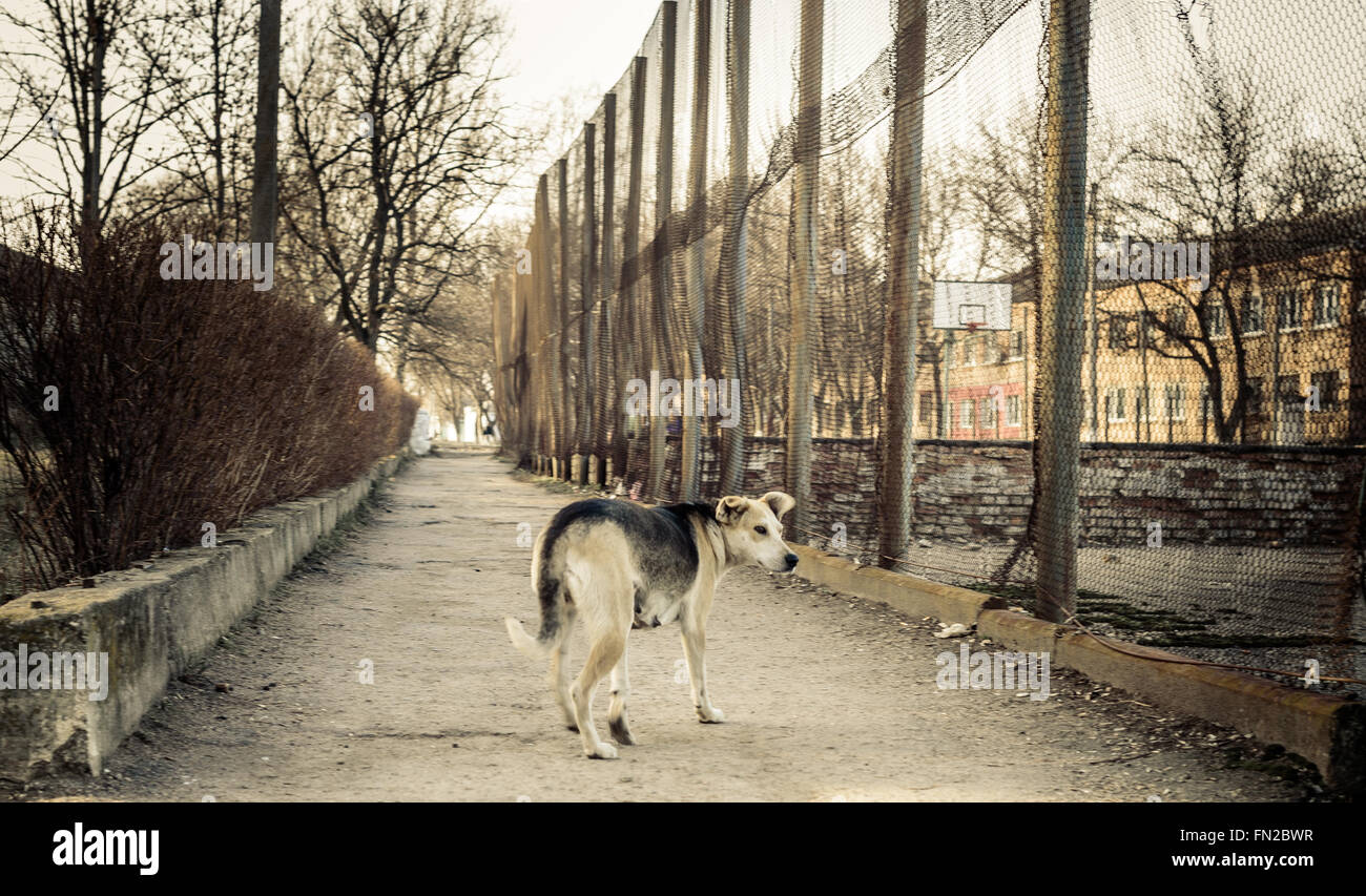 post-apocalyptic dog in a deep ghost town Stock Photo - Alamy