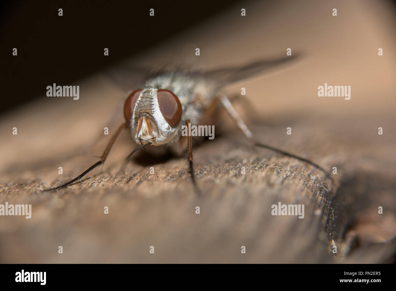 Fly sitting hi-res stock photography and images - Alamy