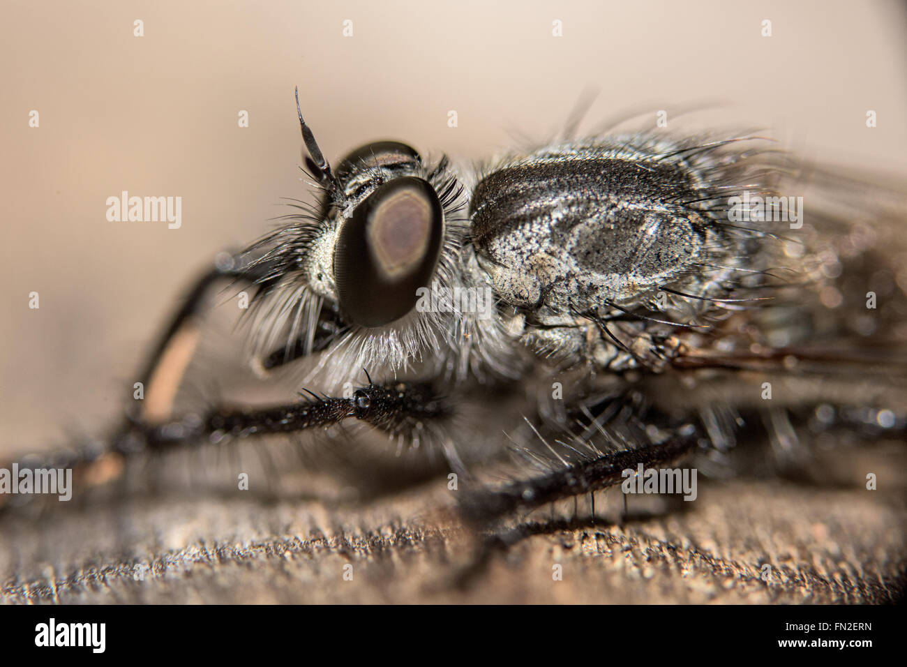 Fly close up hi-res stock photography and images - Alamy
