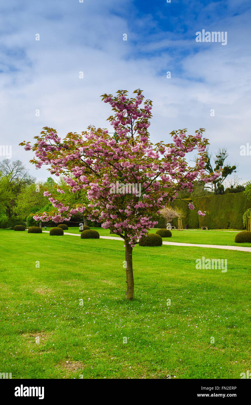 Sakura tree blooming Stock Photo - Alamy