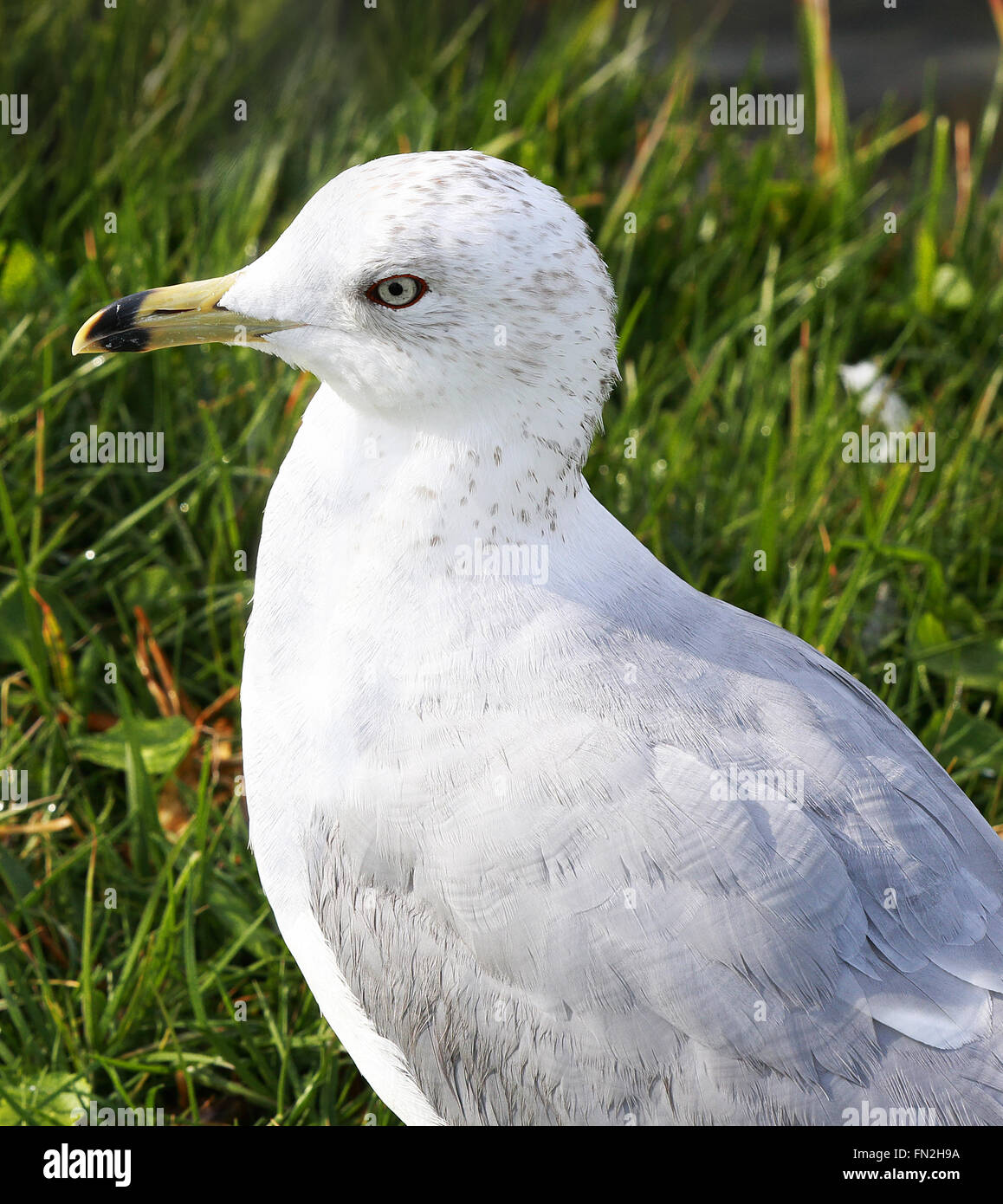 Marine bird hi-res stock photography and images - Alamy