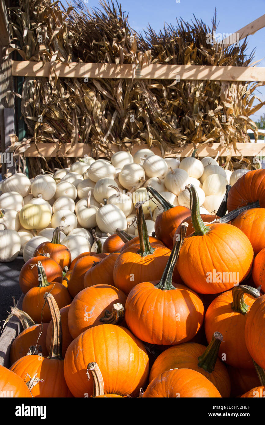 Dried corn stalks with white and orange pumpkins Stock Photo - Alamy